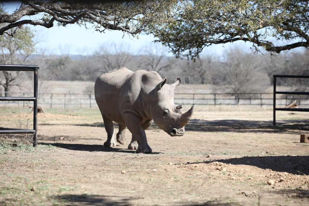 Mohawk's Smartstrand sales challenge gets underway - Floor Covering News